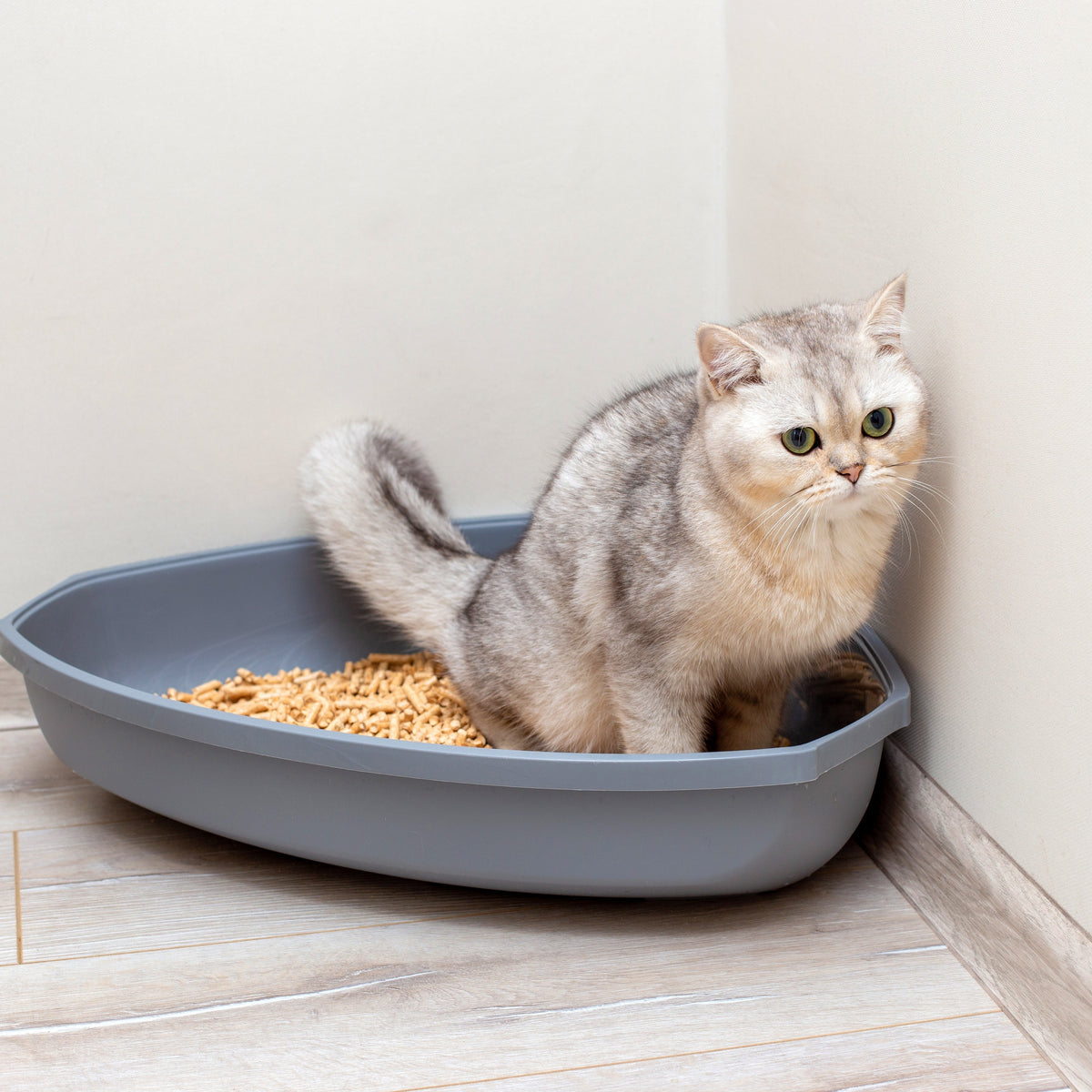 Cystitis in Dogs and Cats – Dr. Judy Morgan's Naturally Healthy Pets