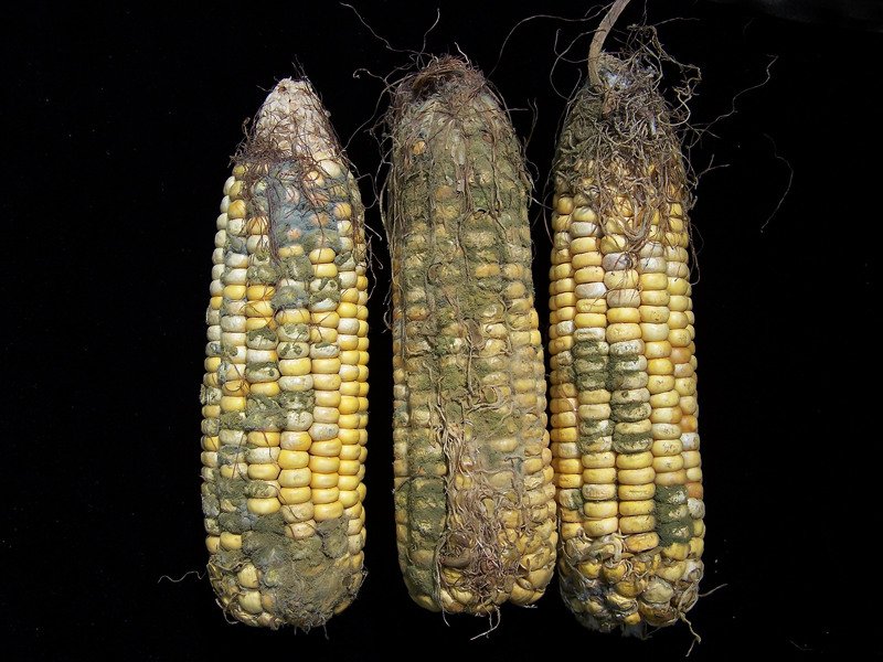 The Hidden Poison In Pet Food – Dr. Judy Morgan's Naturally Healthy Pets