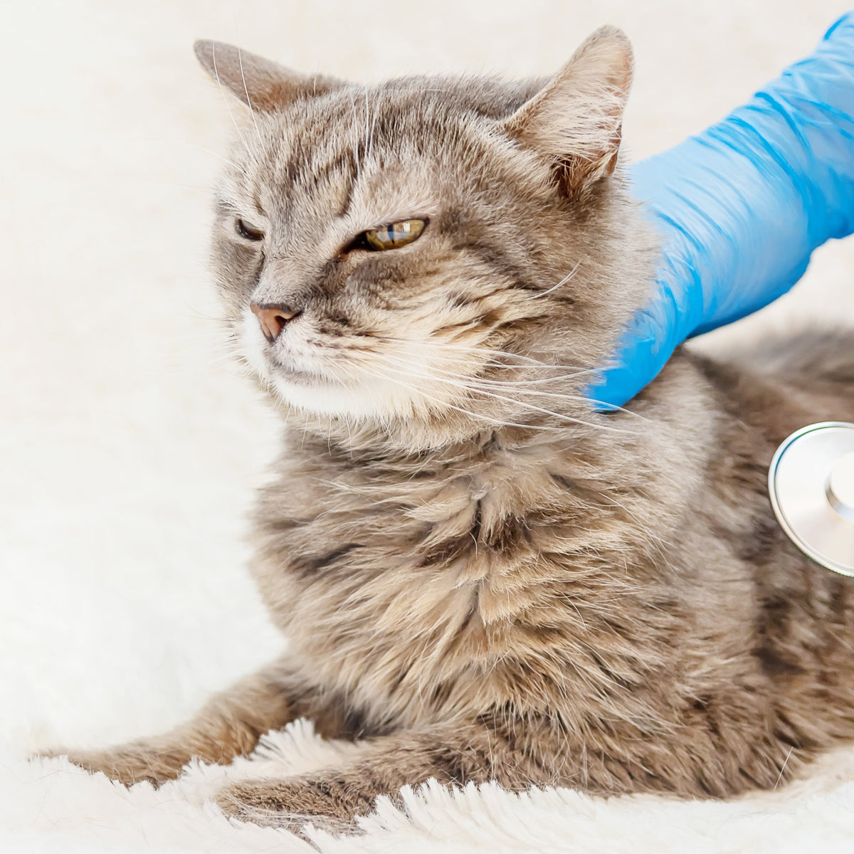 Triaditis in Cats – Three Times the Problem – Dr. Judy Morgan's ...
