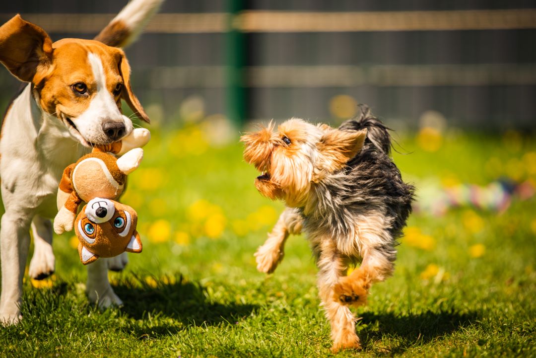 The Importance of Canine Socialization – Dr. Judy Morgan's Naturally ...