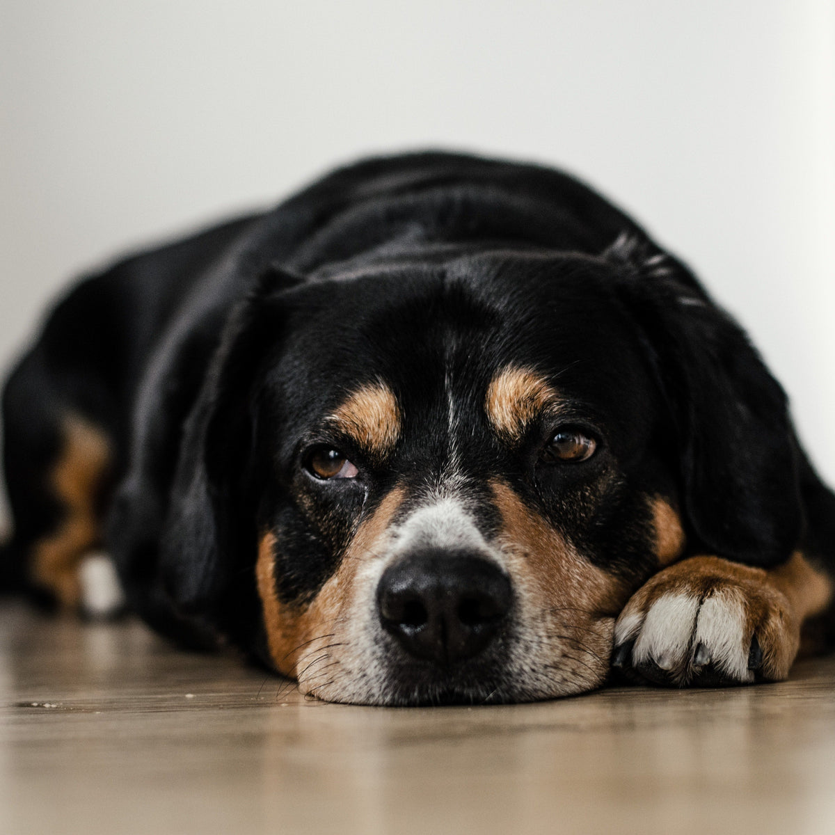 Hemangiosarcoma in Dogs – Dr. Judy Morgan's Naturally Healthy Pets