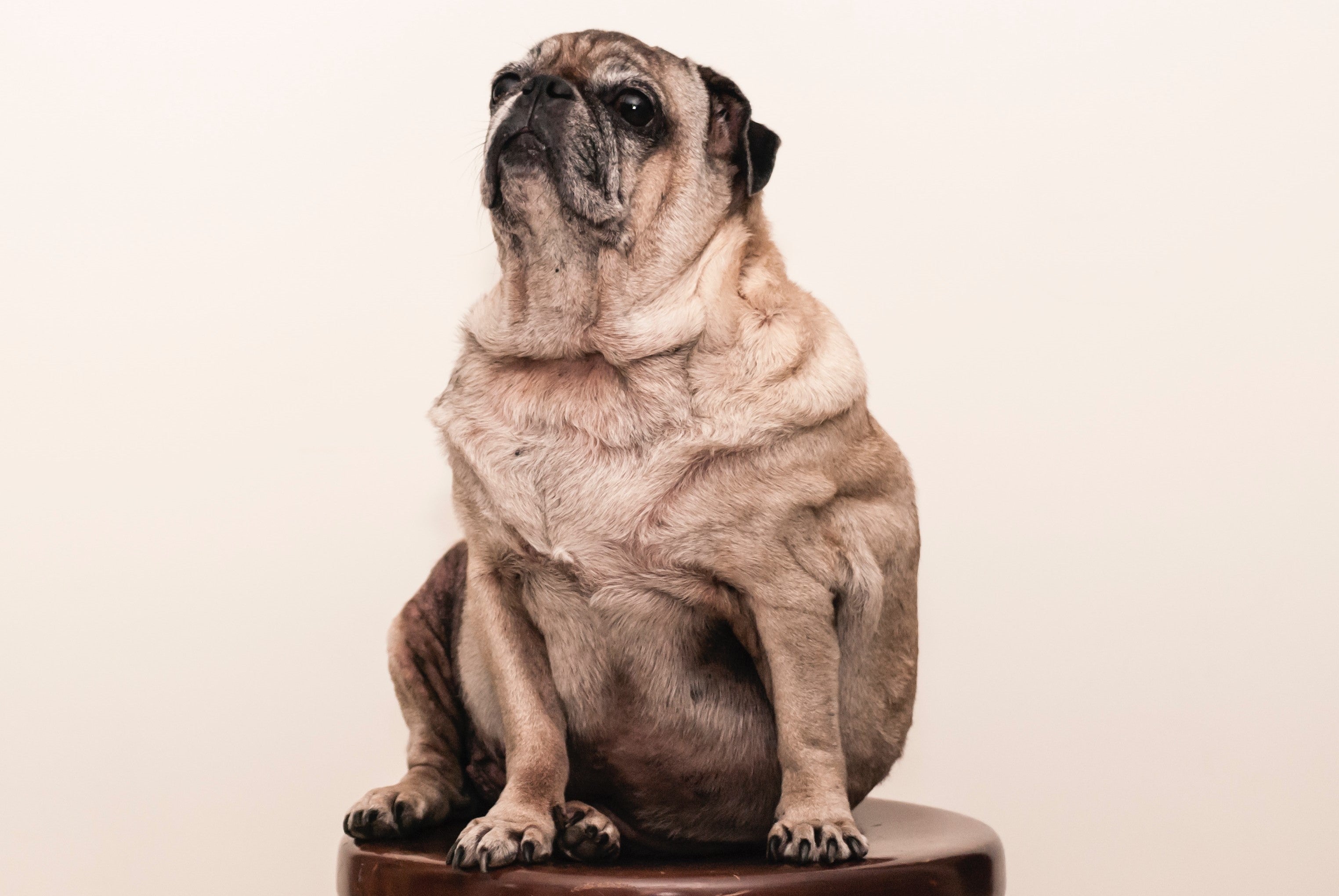 All Calories Are Not Alike – Dr. Judy Morgan's Naturally Healthy Pets