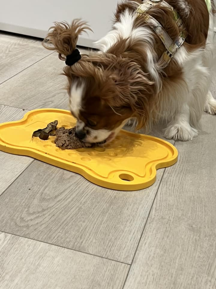 Novel Proteins – Dr. Judy Morgan's Naturally Healthy Pets