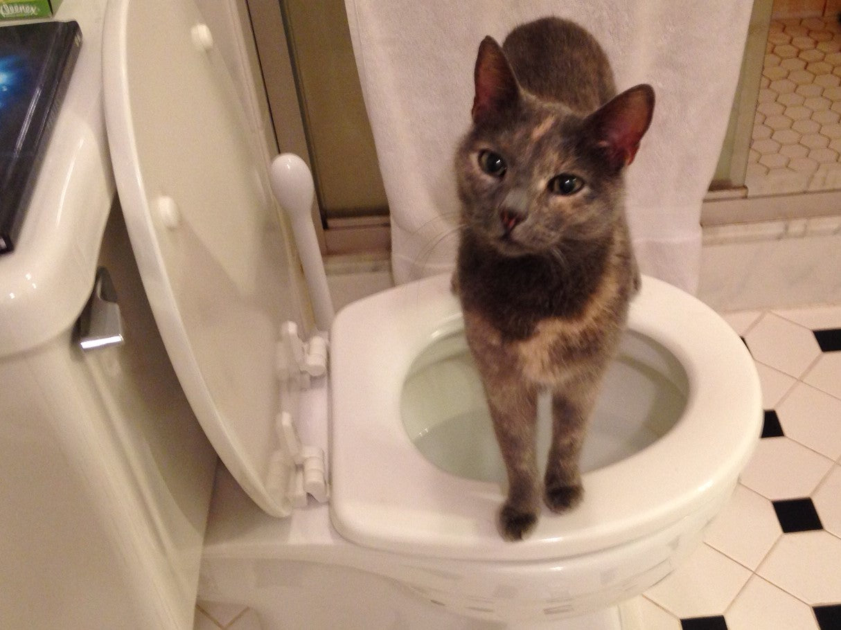 Toilet Training for Kitties? – Dr. Judy Morgan's Naturally Healthy Pets