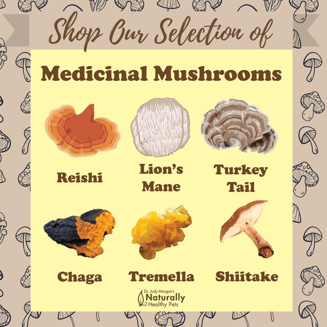 Mushrooms – Dr. Judy Morgan's Naturally Healthy Pets