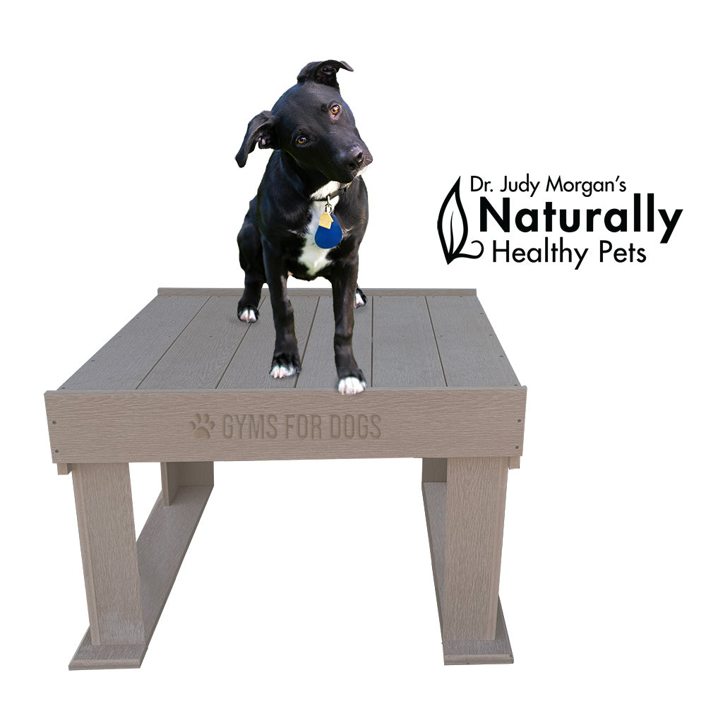 Gyms for Dogs | Boogie's Training Platform – Dr. Judy Morgan's ...