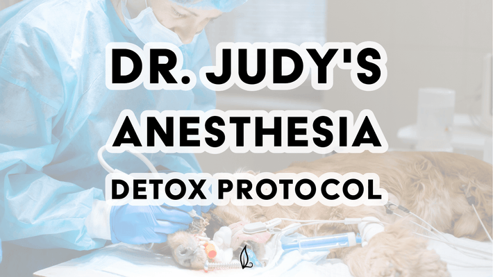 Dental Health – Dr. Judy Morgan's Naturally Healthy Pets