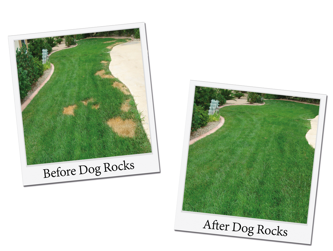 Dog Rocks 200g - Water Purification for Household Pets – Dr. Judy ...