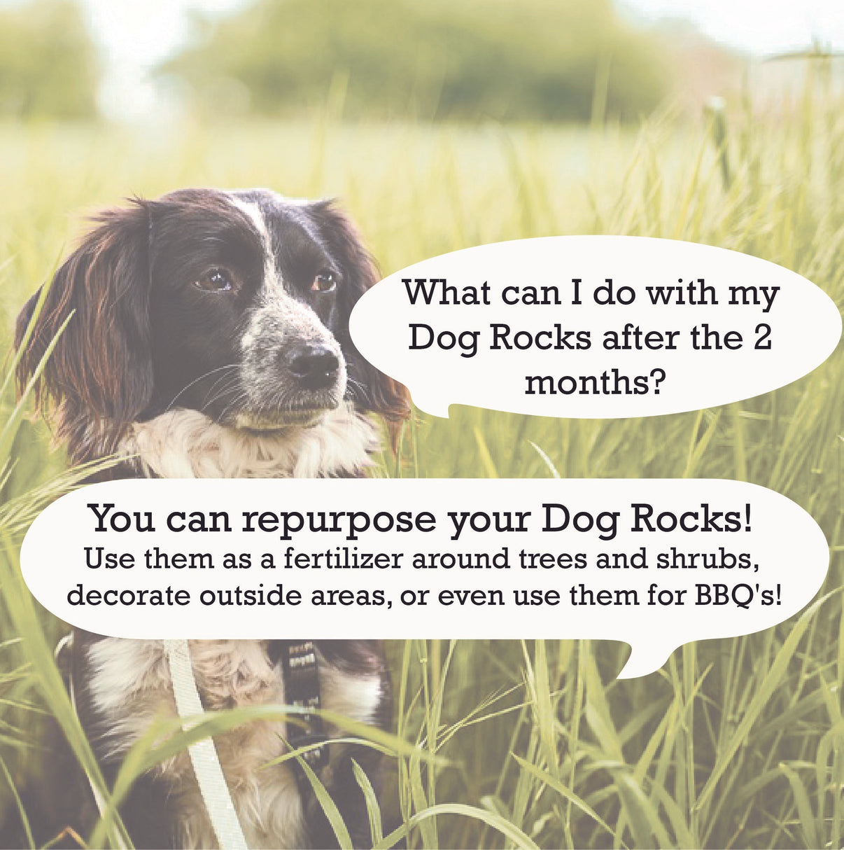 Dog Rocks 200g - Water Purification for Household Pets – Dr. Judy ...